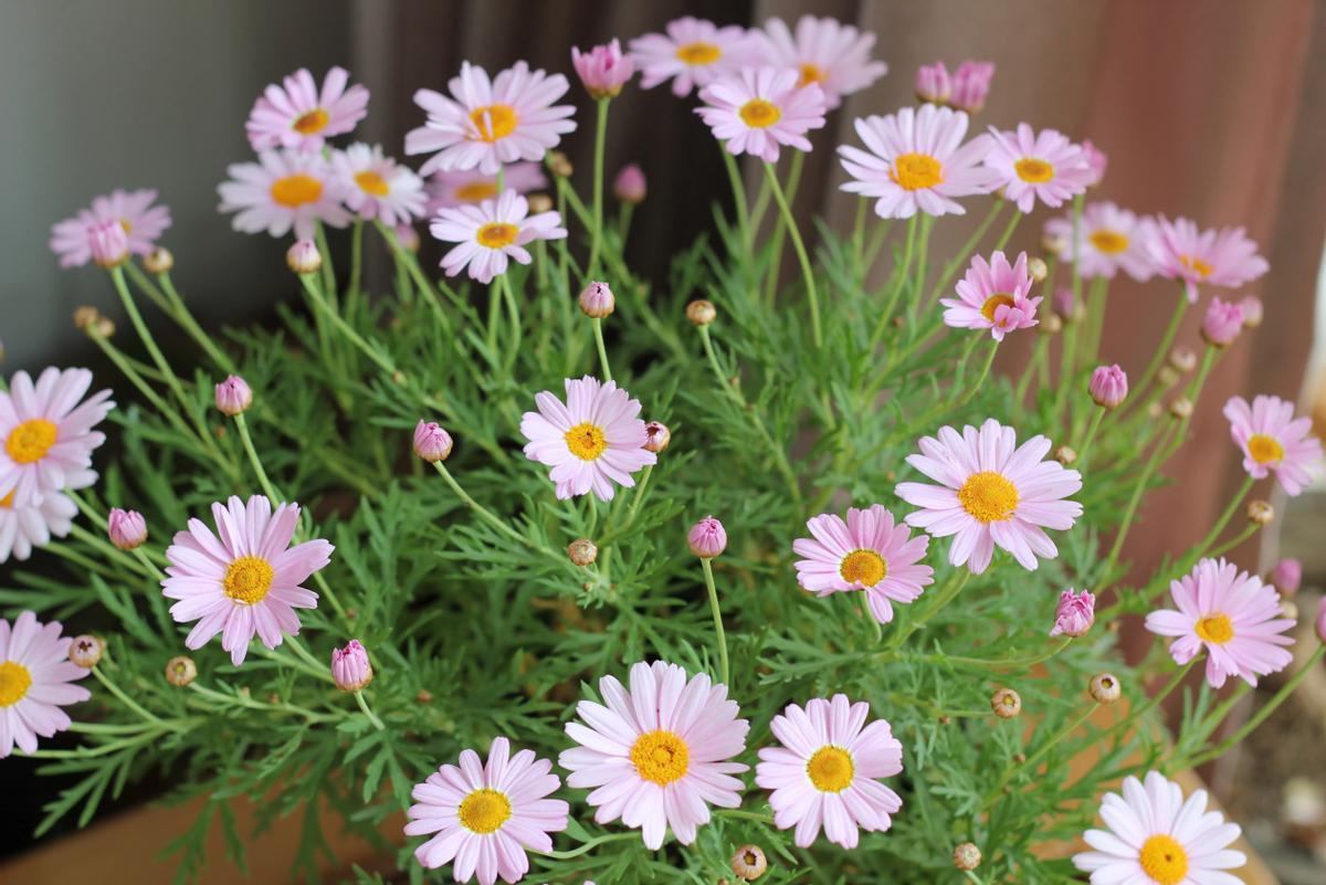 Daisy Margarita how to breed and manage these items easily - iNEWS