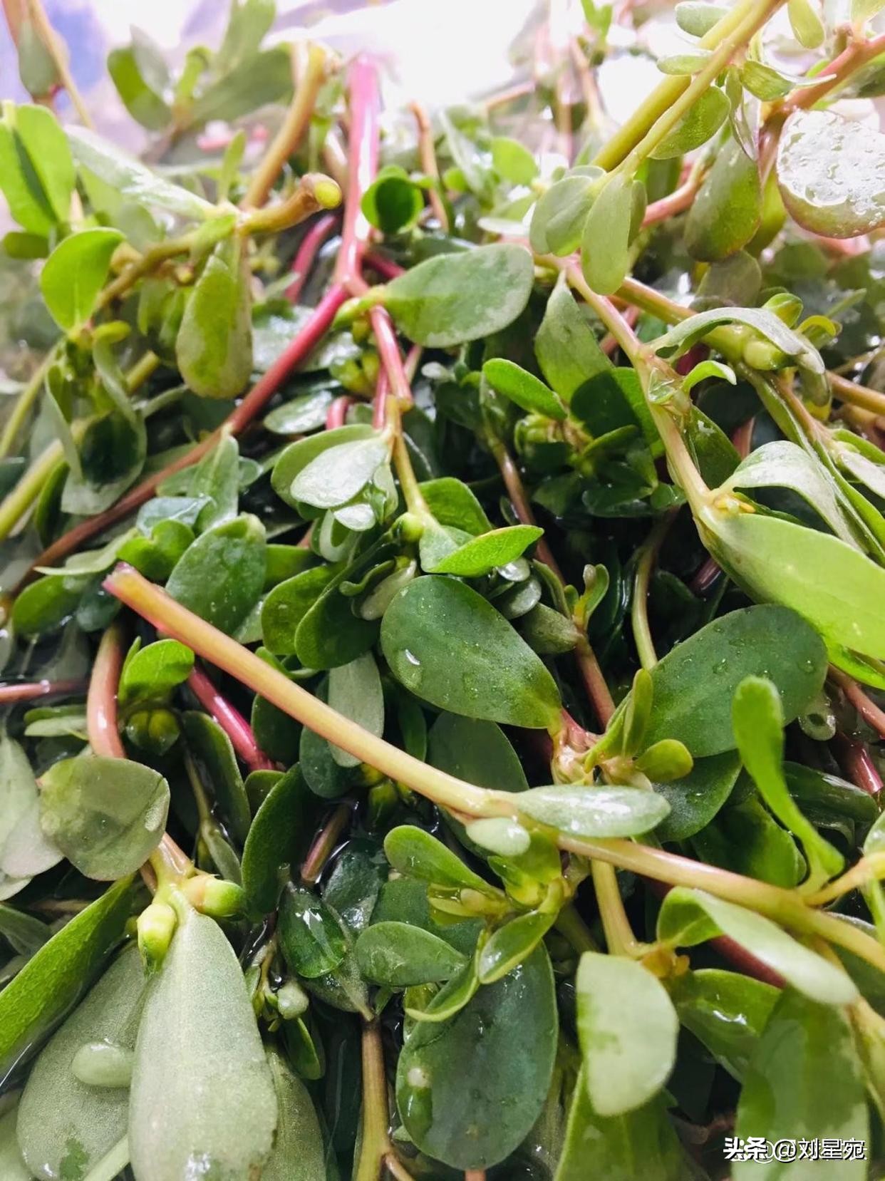 Rural "game" in spring - iNEWS