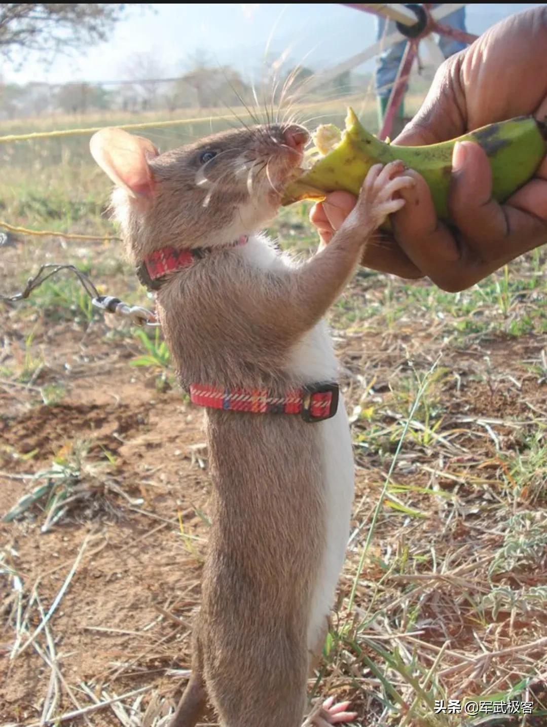 The deminer among the rats, how does the African giant rat work? - iNEWS