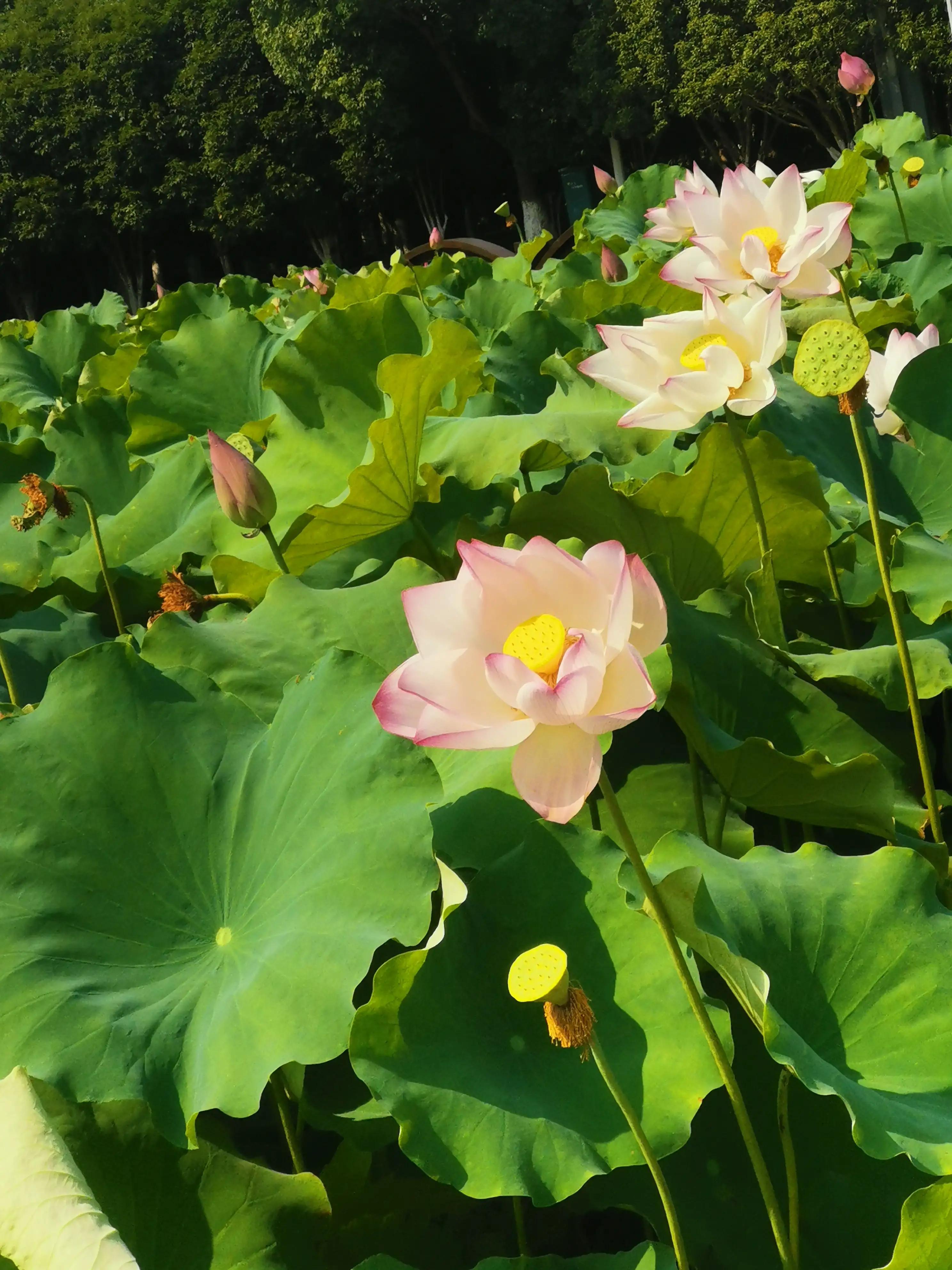 The Rhythm of Lotus (Poems Nine) (Original) - iNEWS