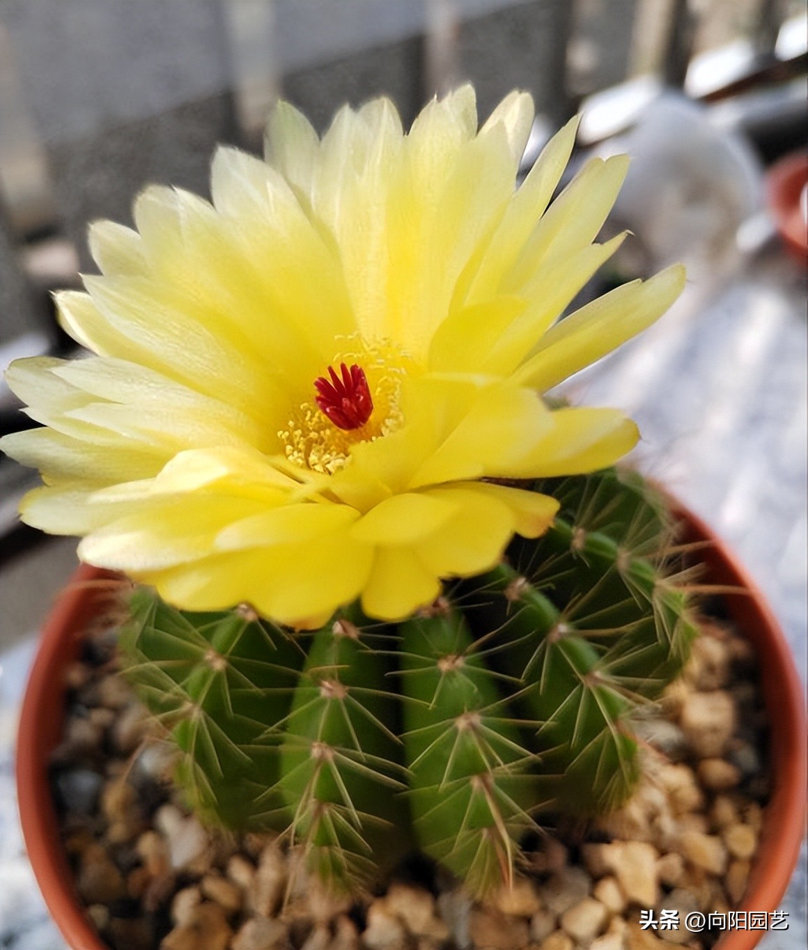 What is the end of raising succulents? Yulu, prickly pear, agave, these ...