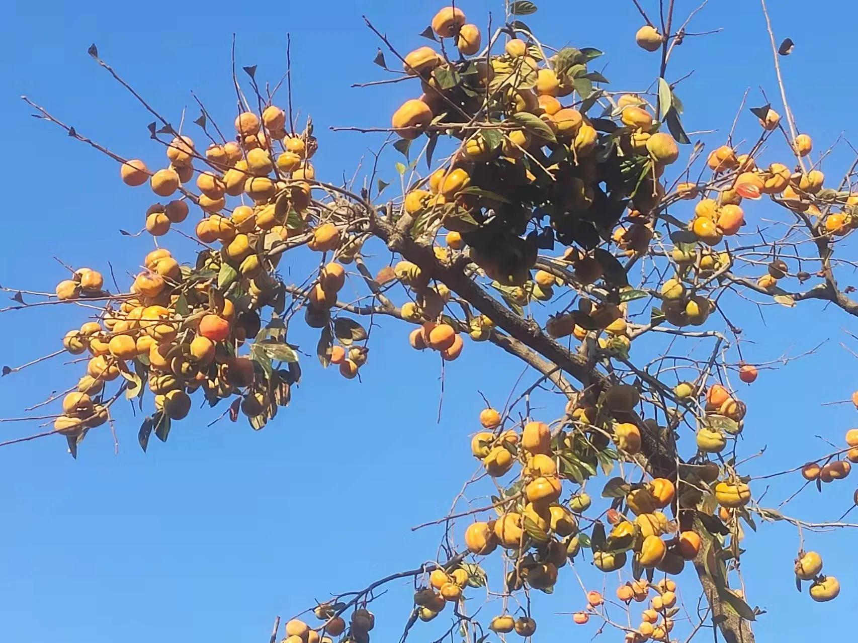 Original New Poem: Deep Autumn Persimmon Red Feels Deeply Expressed - iNEWS