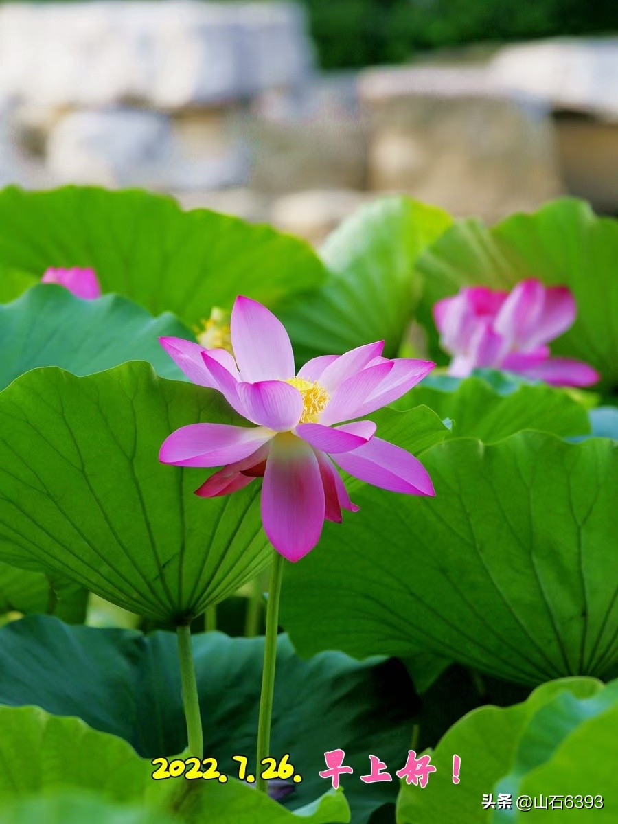 "Comrade-in-arms' beautiful text" Sun Mingyong's "August 1st Message ...