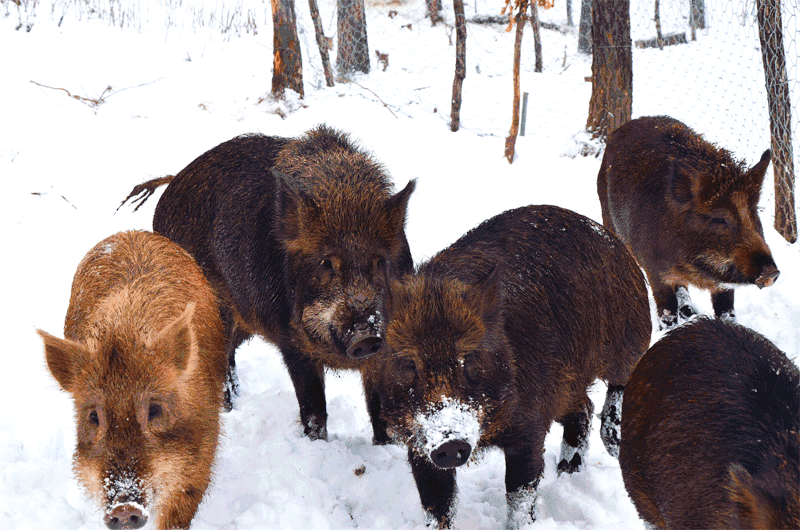 One pig, two bears and three tigers. Why do hunters say wild boars are ...