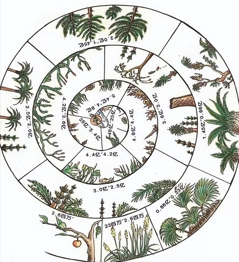 Understand the developmental processes of early diverging plant model ...