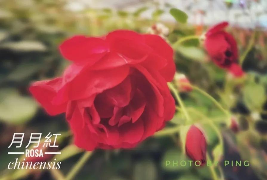 [Famous ancient Chinese rose] Yueyuehong (Old Crimson China) - iNEWS