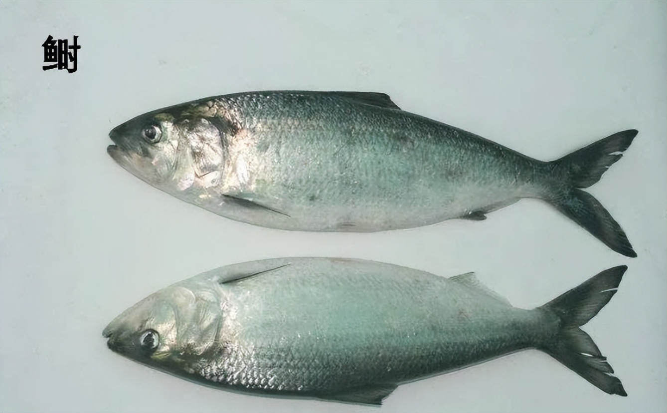 The shad has disappeared for 24 years, the saury and puffer fish have ...