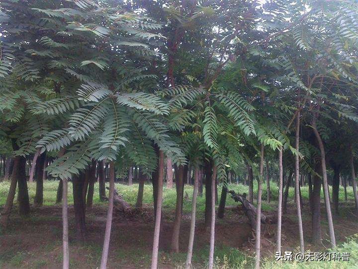 From the tree of heaven to the tree of hell, how did Ailanthus spread ...