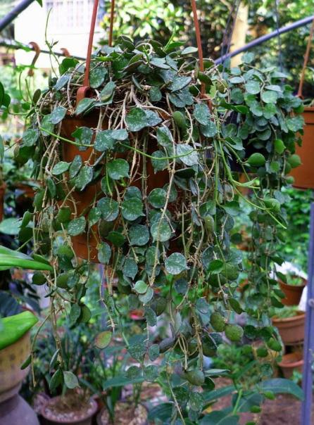 The neighbor's "Qiu Lan" has climbed all over the wall, and the more I raise my own, the more ...