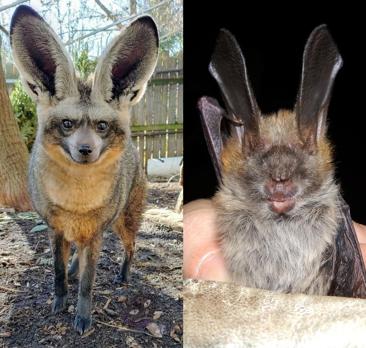The only canid in the world that survives by eating bugs, the big-eared ...