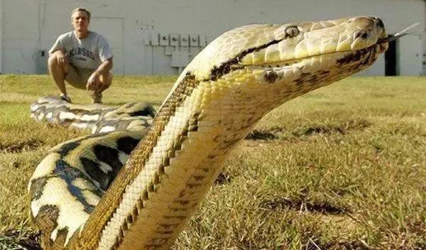 4 pictures to test whether you have "giant phobia", if you are afraid ...