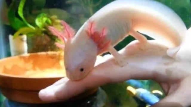Super cute axolotls are also ruthless predators - iMedia