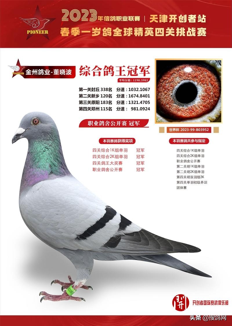 [Photo Gallery] Create the top ten and bloodlines of 2023 ace pigeons ...