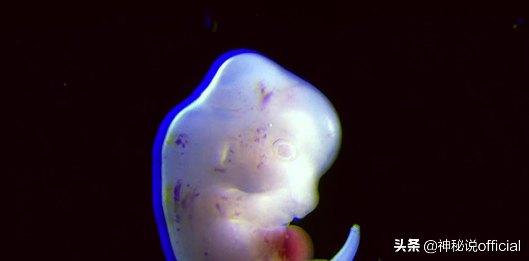 Is Japanese embryo experiment feasible?If "freaks" are cultivated, is ...