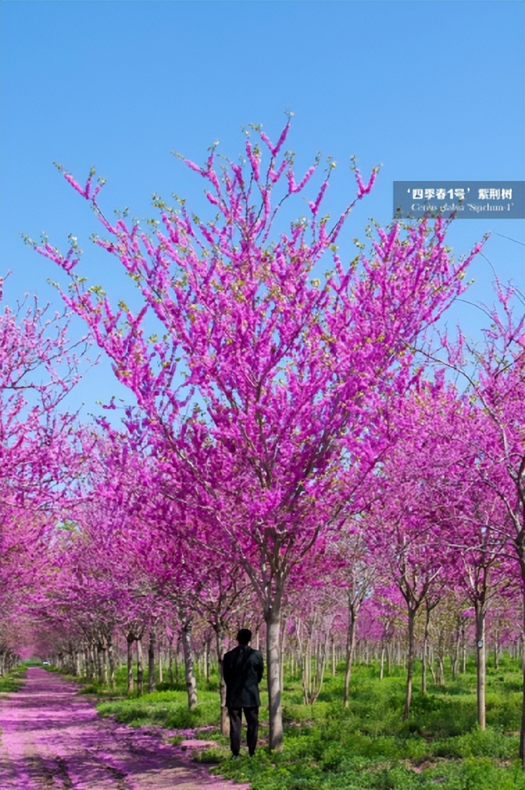 What exactly is the 'Four Seasons Spring No. 1' redbud tree? - iMedia