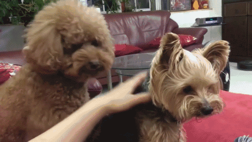 "Touching" the dog affects the body, the pet owner remembers "three ...