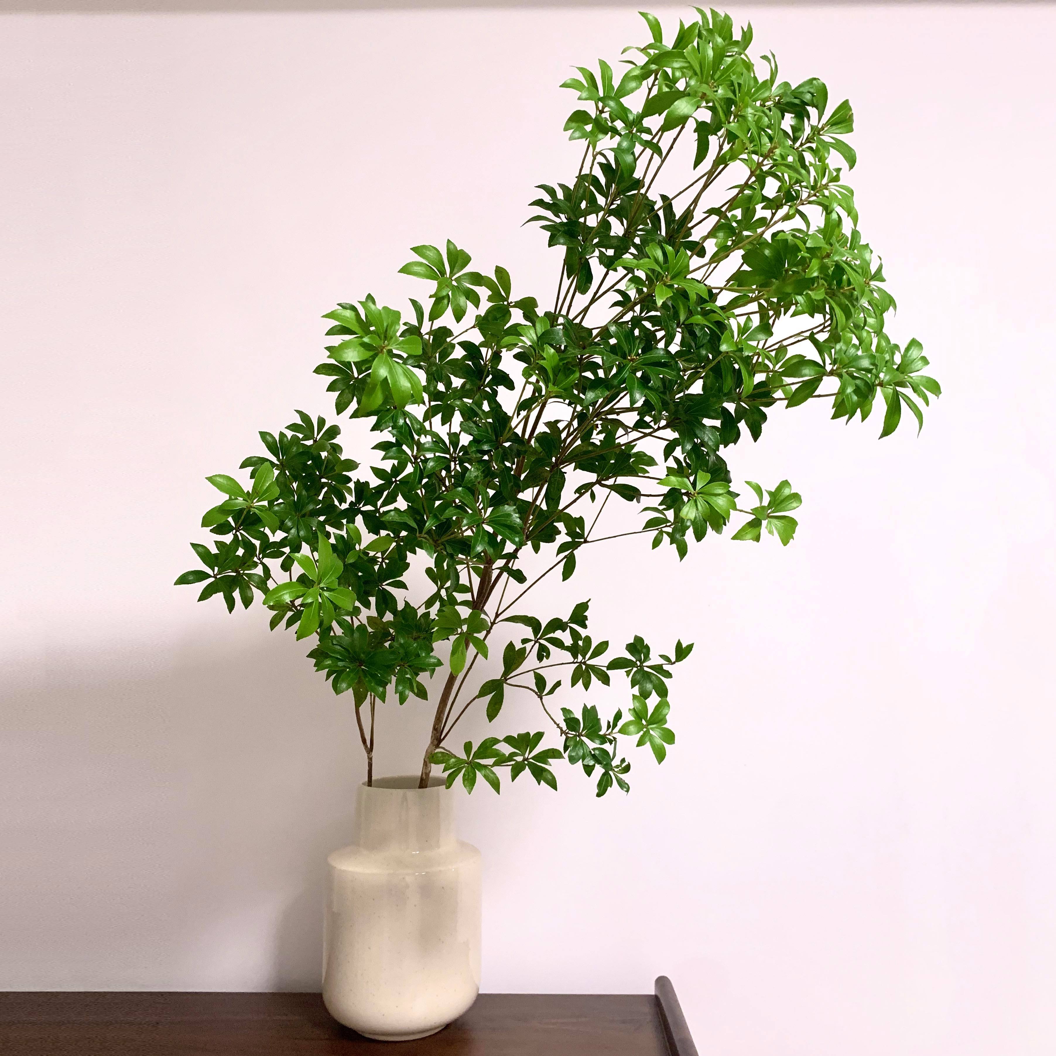 One Wood One Forest Lady's New Favorite—Ma Zuimu - iNEWS