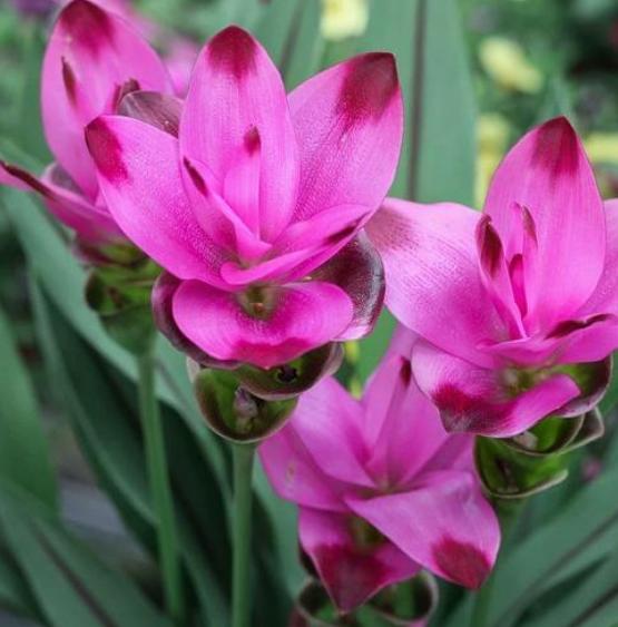 Guide to avoiding pits: The selection of flowers in the northern ...