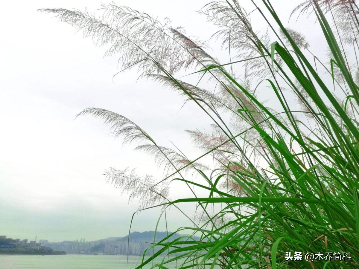 History of Reed in Ancient China - iNEWS