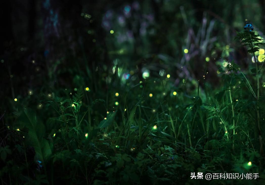 What do you know about the scientific knowledge of fireflies, welcome ...