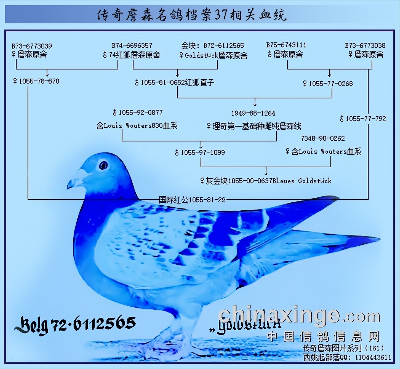 Legendary Janssen pigeon profile: pigeon master Richie - iMedia