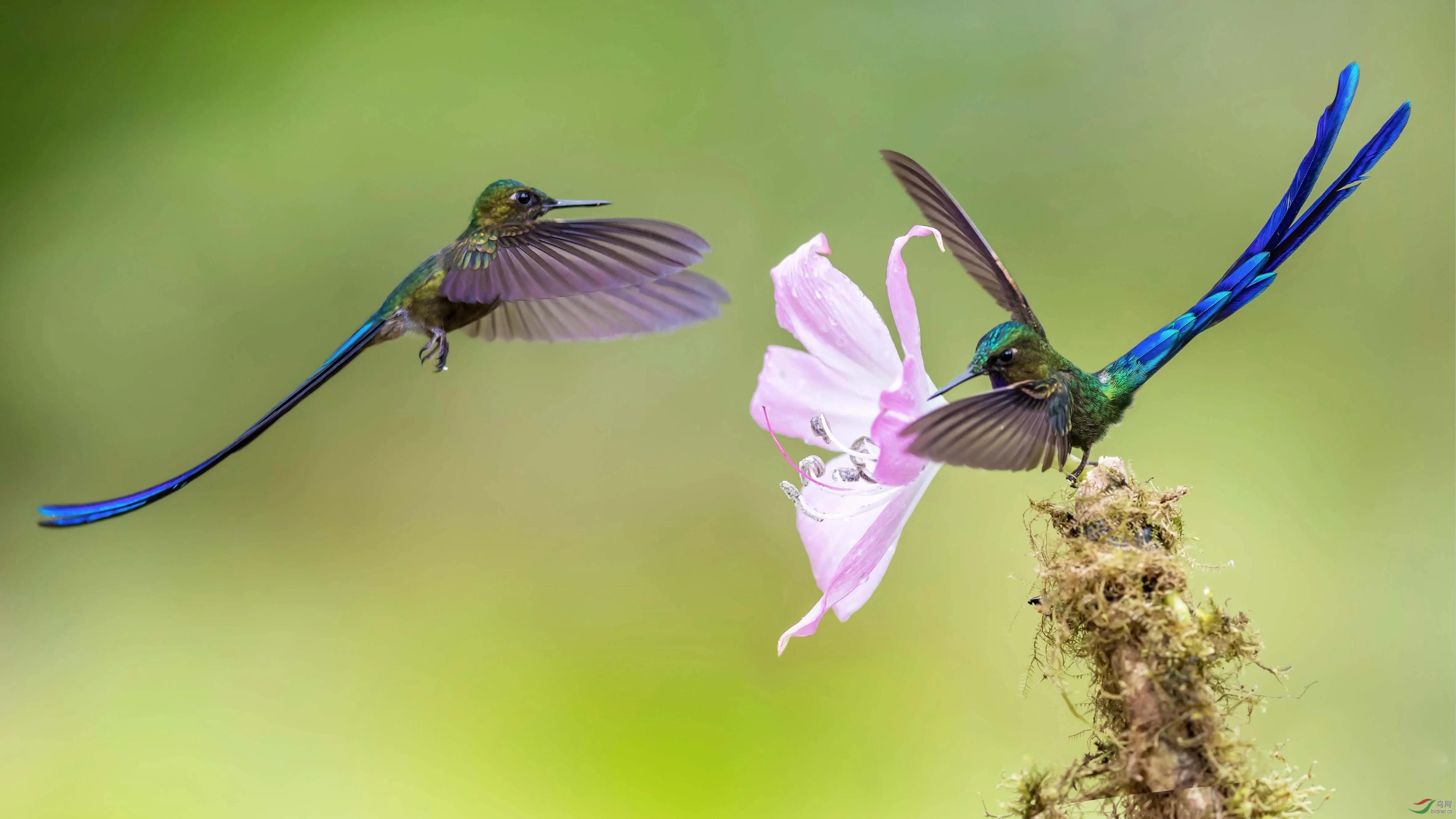 Long-tailed hummingbird with the most beautiful tail - iNEWS