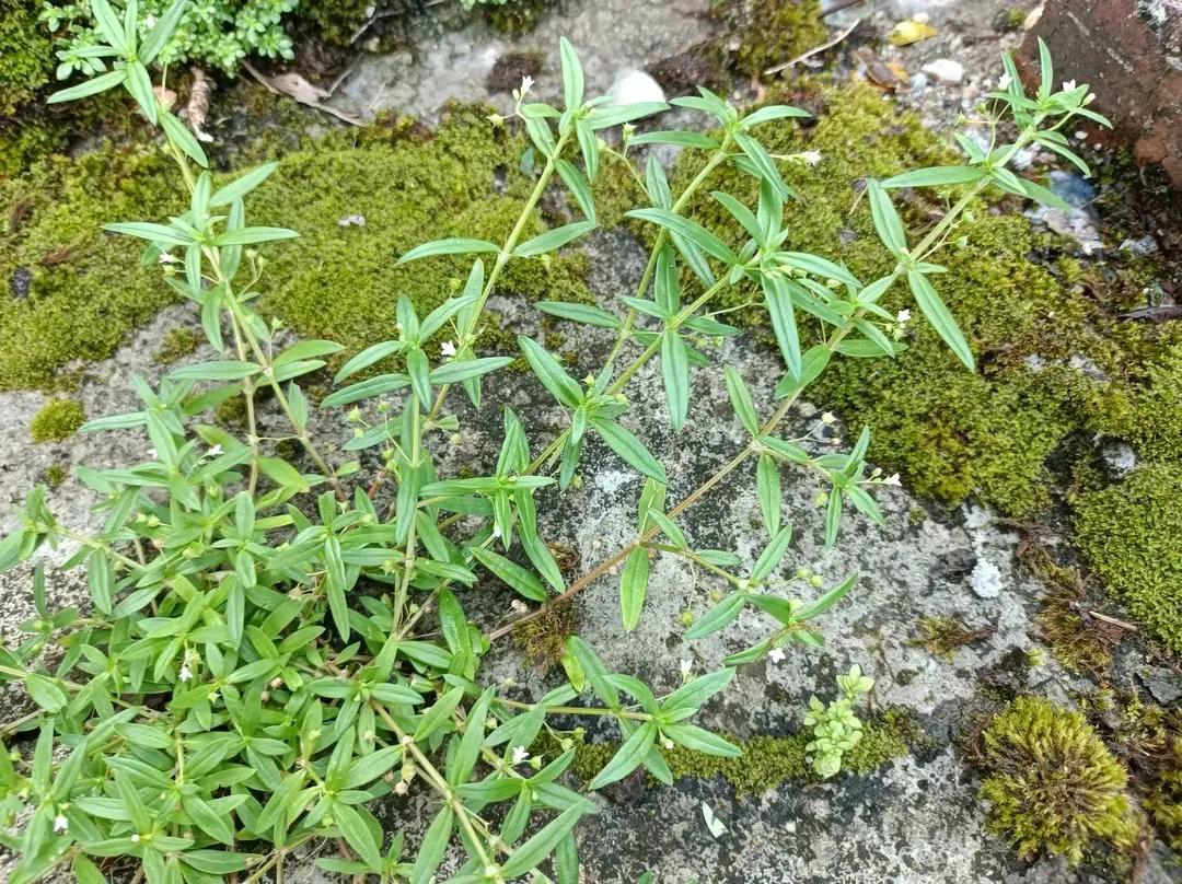 There is a weed on the field ridge, which resembles Hedyotis diffusa ...