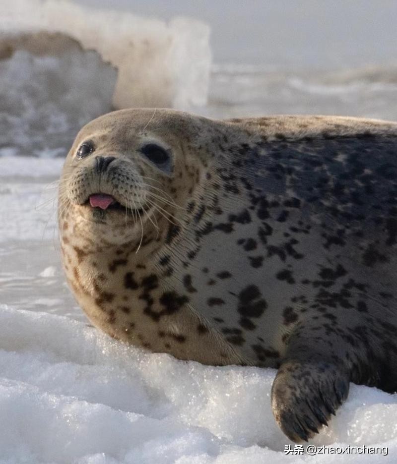 Amazing Species - Spotted Seals - iNEWS