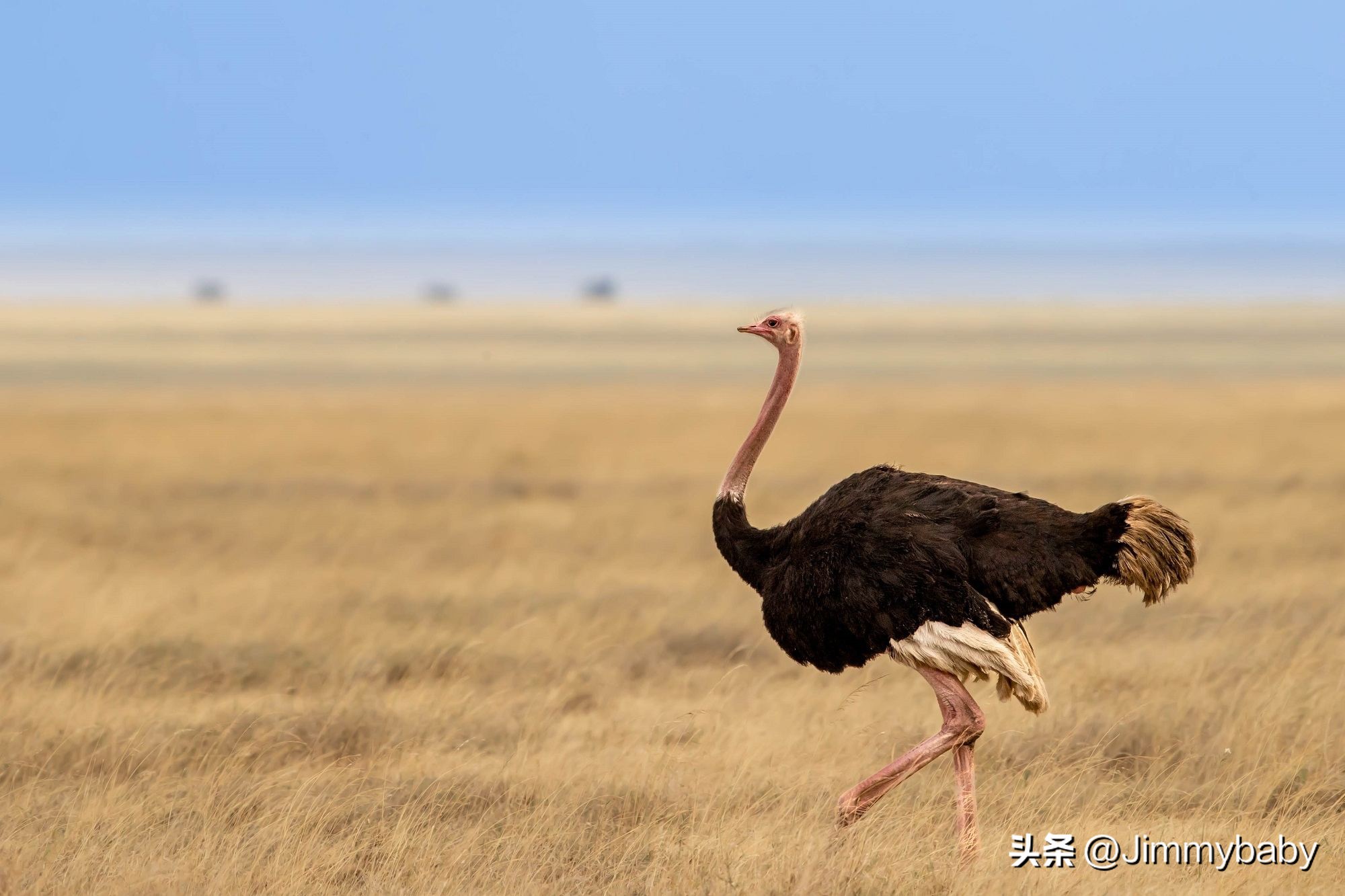 The African Ostrich: The Benefits of Sharing Nests - iNEWS