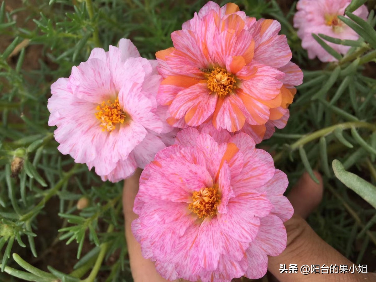 The unremarkable sunflower is easy to grow and looks good, and it is ...