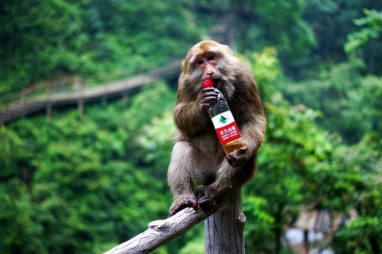 The 10 Most Terrifying Monkeys in the World - iNEWS