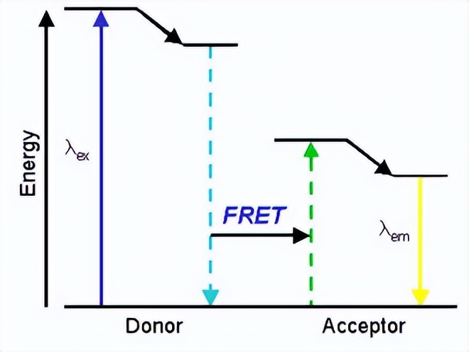 Fluorescence Resonance Energy Transfer (FRET) - iNEWS