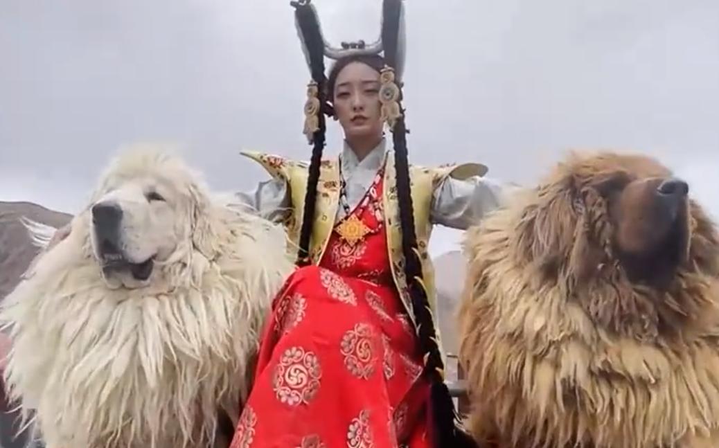 The richest Tibetan woman: 2,000 yaks, dozens of catties of Cordyceps ...