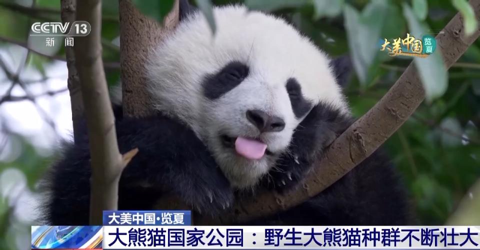 Soft and cute! A large wave of images of Gao Meng, a panda dumpling, is ...