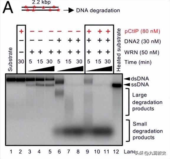 CtIP promotes the motor activity of DNA2 and accelerates long-distance ...