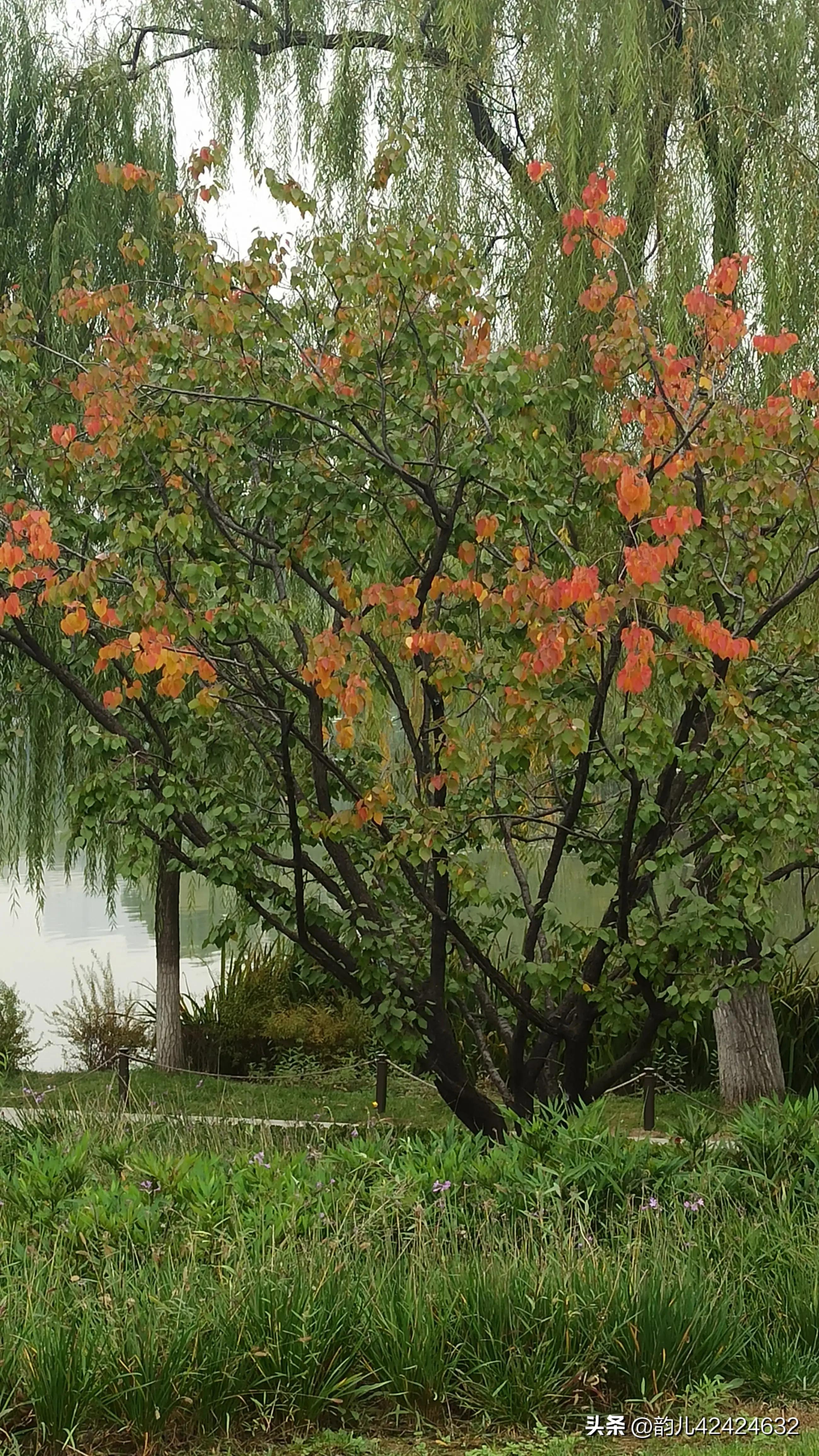Colorful autumn leaves in Xingqing Park - iNEWS