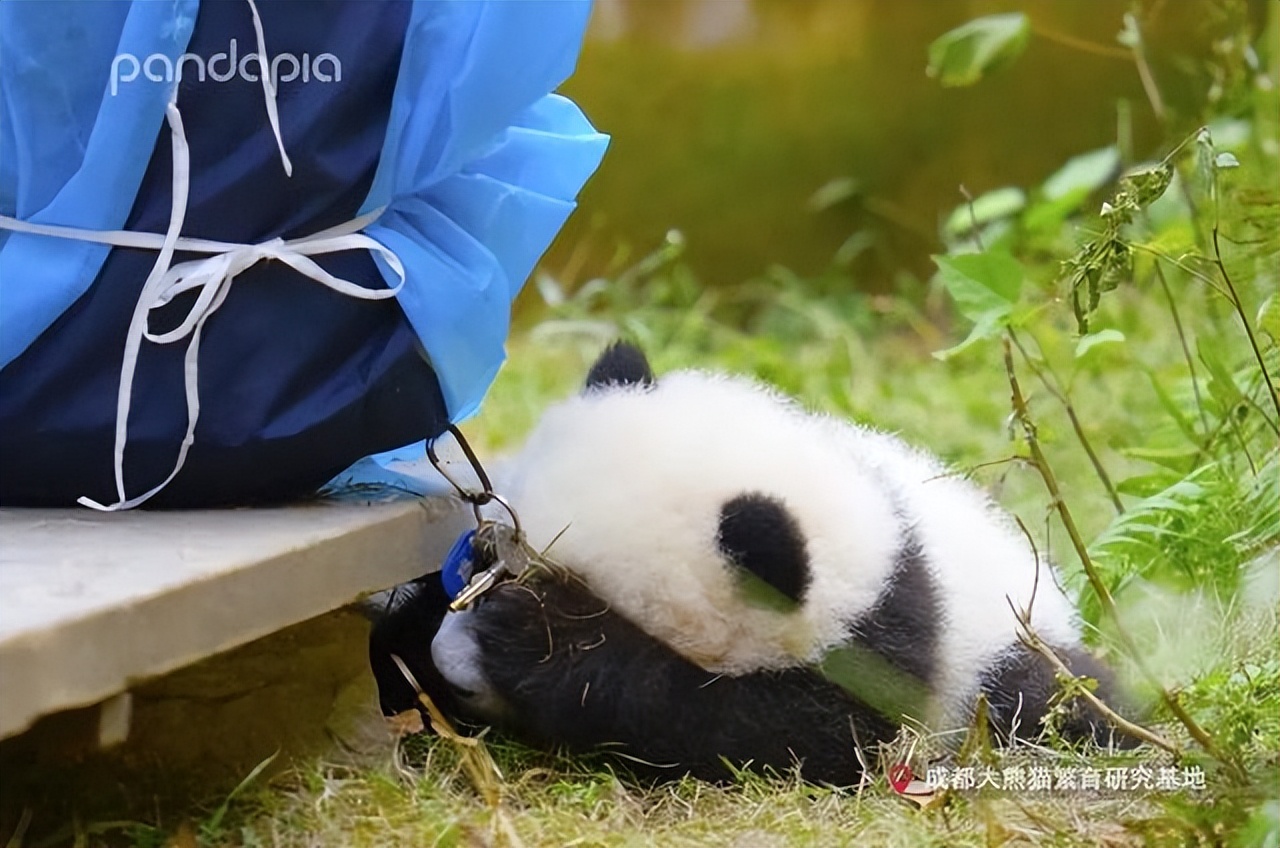 Menglan's face brake is out of the circle: Kung Fu Panda escaped from ...