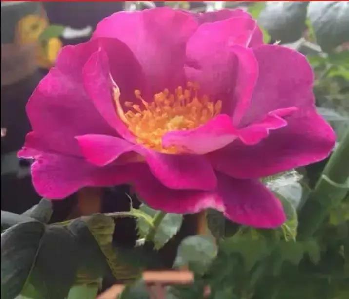 Eight semi-double-flowered rose varieties, all of which are classic ...