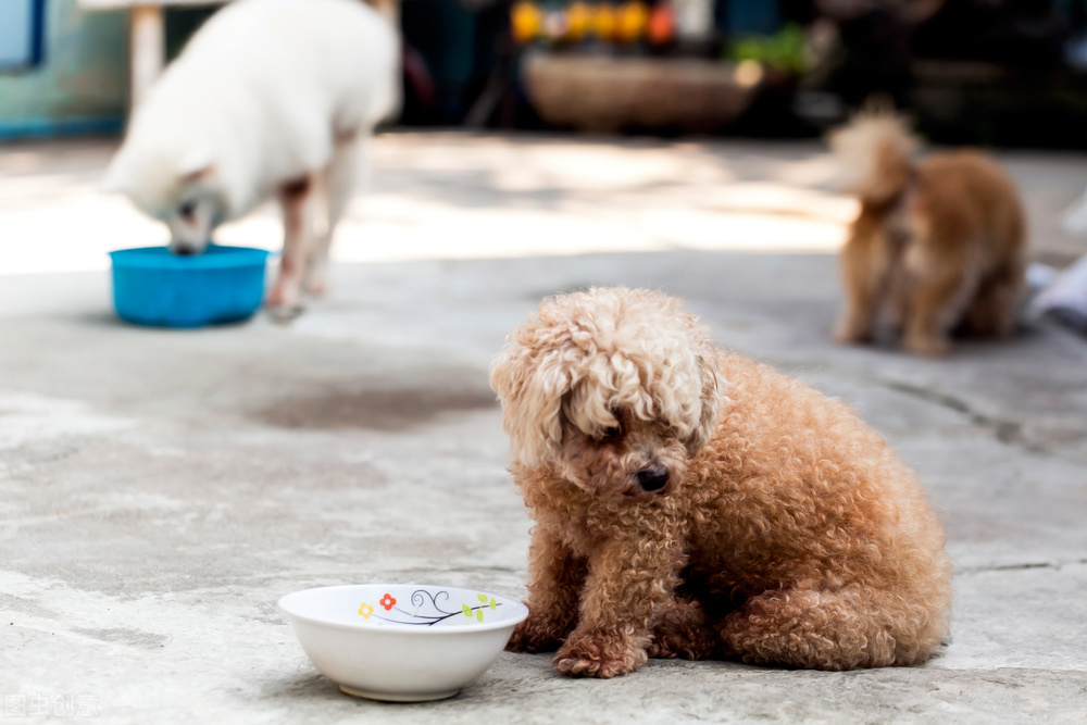 What to do if the teddy dog can't poop - iNEWS