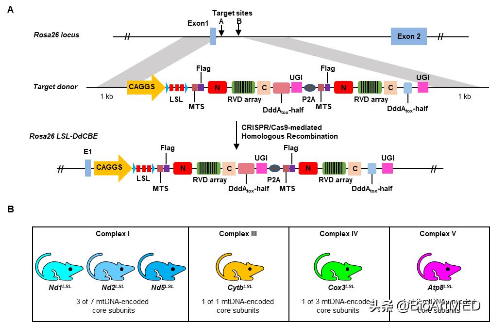 The Ma Yuanwu/Shen Bin team collaborated to establish a conditional ...