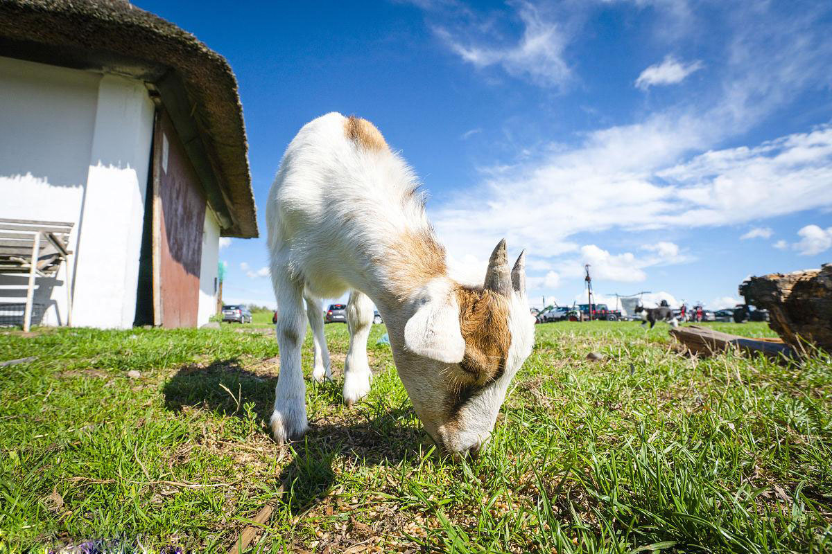 Tigers are colorblind, horses can see their own backs, what does the ...