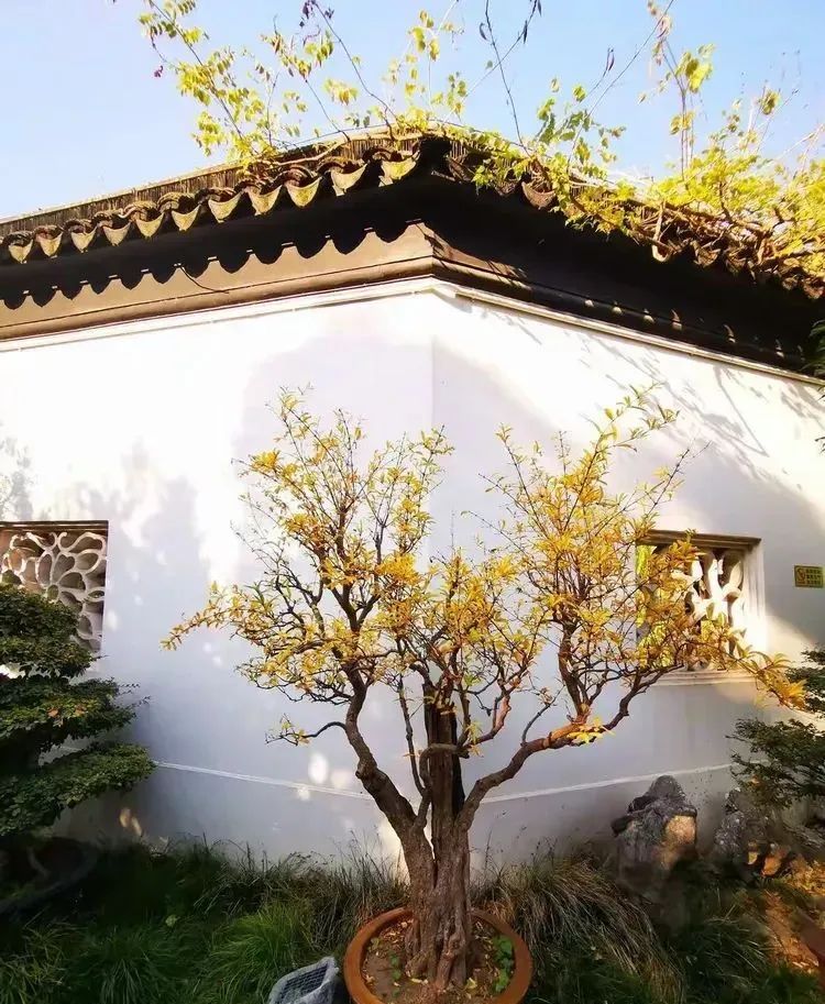 One of the oldest existing classical gardens of the Ming Dynasty in ...
