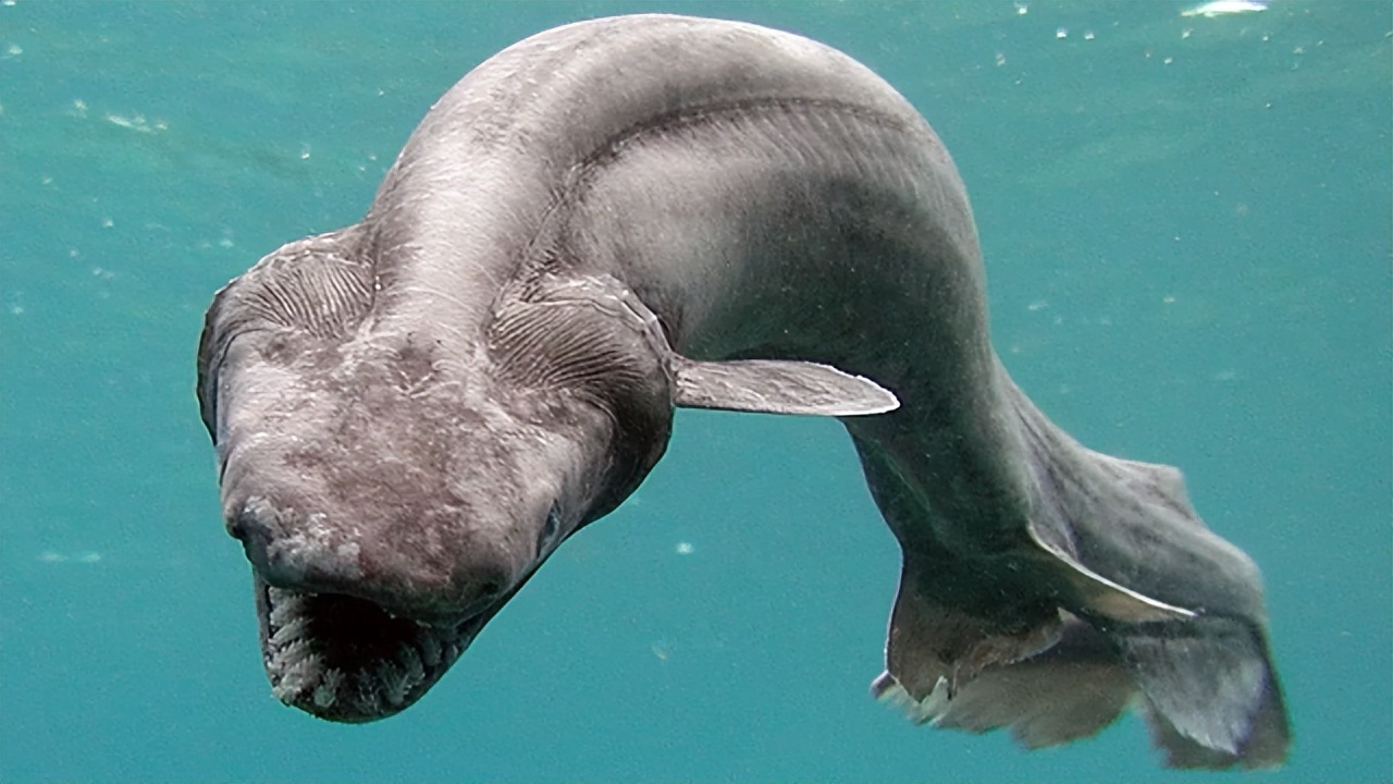 Diverse Sharks: Come see the world's smallest, strangest and deepest ...