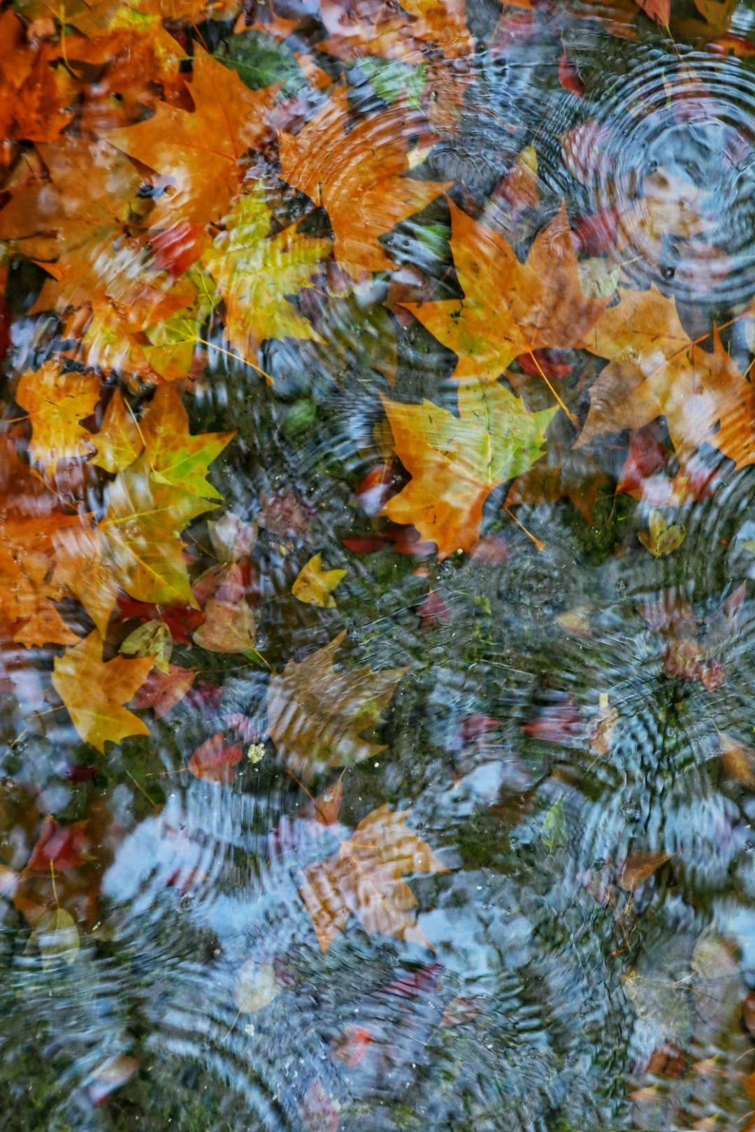 Reading: An autumn rain and a cold - iNEWS
