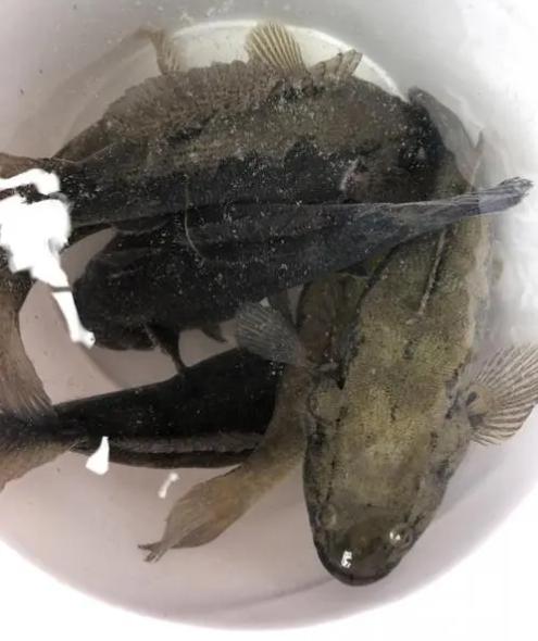 Most successful invasive species? Produced in Thailand, it is known as ...