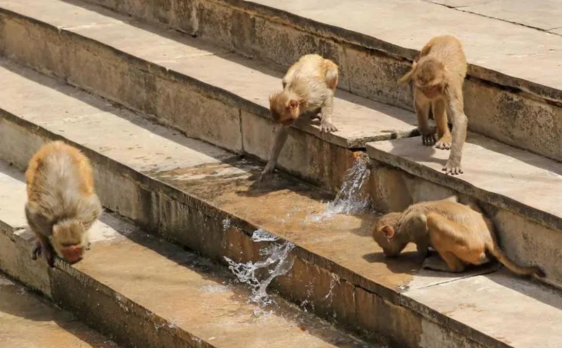 Indian monkeys are crazy! Killing and arson are omnipotent, why don't ...