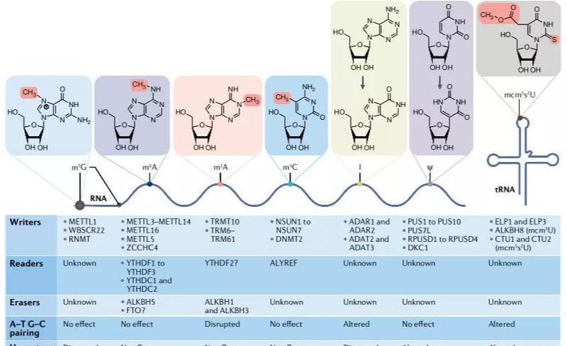Research progress of modified nucleosides as tumor markers based on LC ...