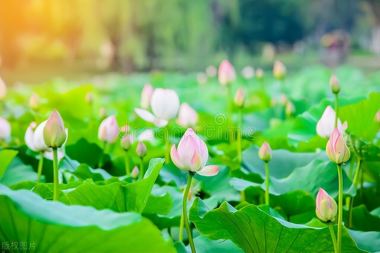 Who is the noble person in Zhang Youyi's life? - iMedia