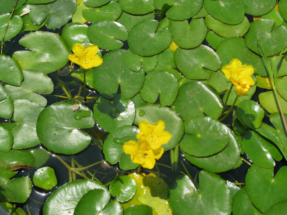 Small knowledge of Ningxia plants-big duckweed - iNEWS
