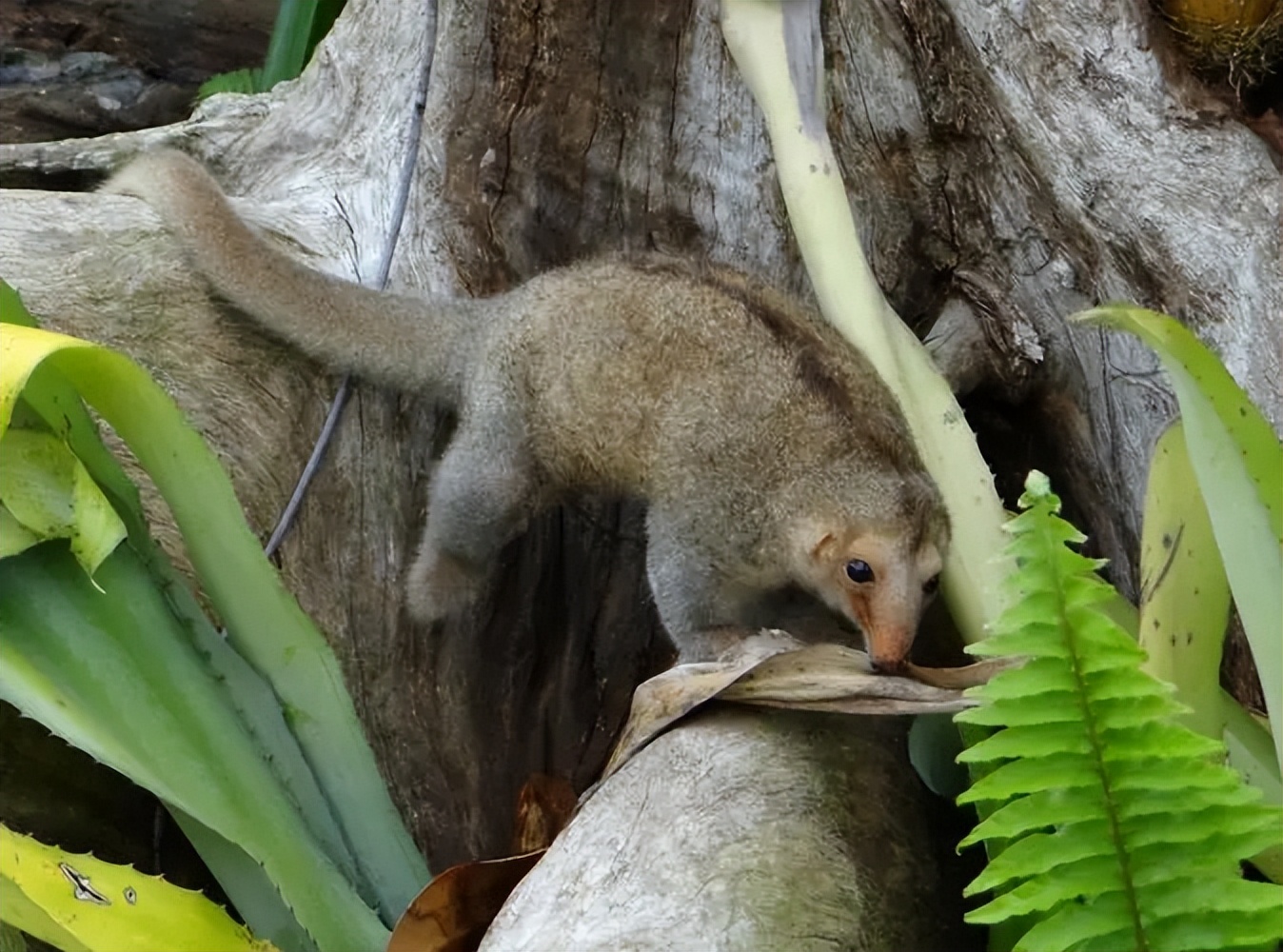 Anteaters can eat 30,000 termites a day. How are anteaters raised in ...